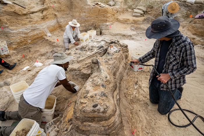 Paleontologists discover elephant graveyard i | EurekAlert!