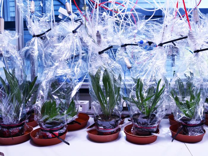 Odor Collection [IMAGE] | EurekAlert! Science News Releases