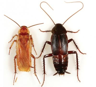 A Turkestan Cockroach and An O [IMAGE] | EurekAlert! Science News Releases