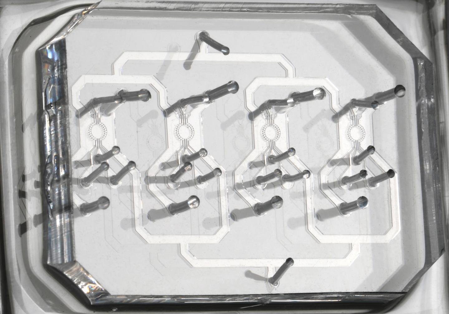 A Microfluidic Chip [IMAGE] | EurekAlert! Science News Releases