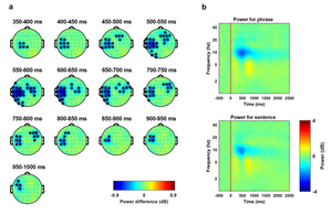 Sentences have their own timing in the brain | EurekAlert!