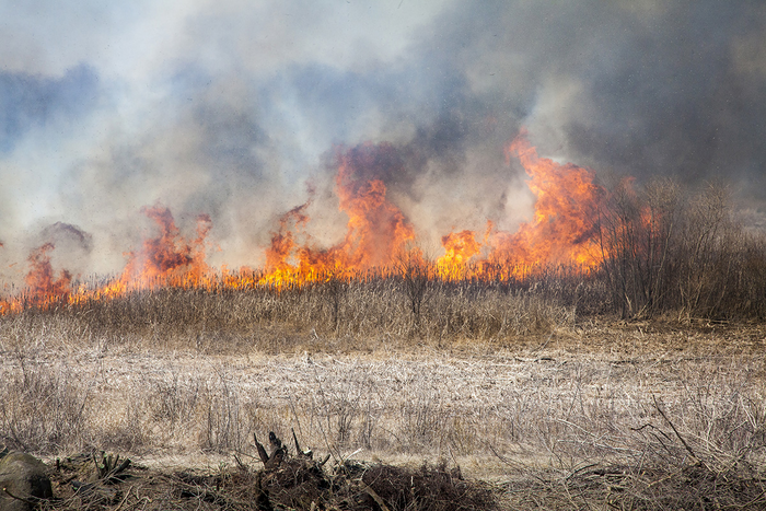 Tallgrass Prairie Fire