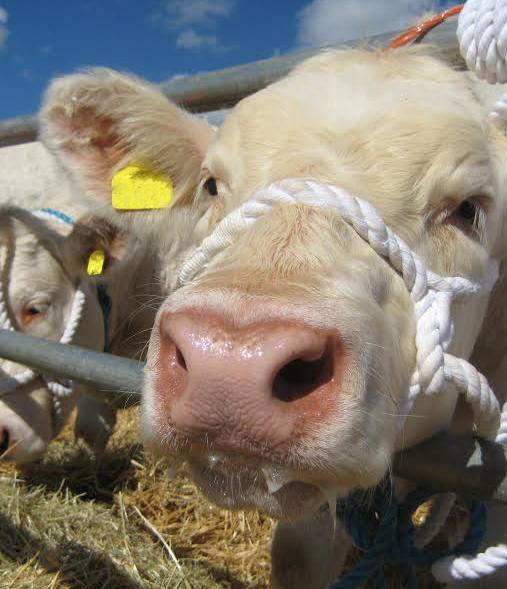 Cow [IMAGE] | EurekAlert! Science News Releases