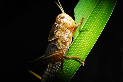 Feeding Locust [IMAGE] | EurekAlert! Science News Releases