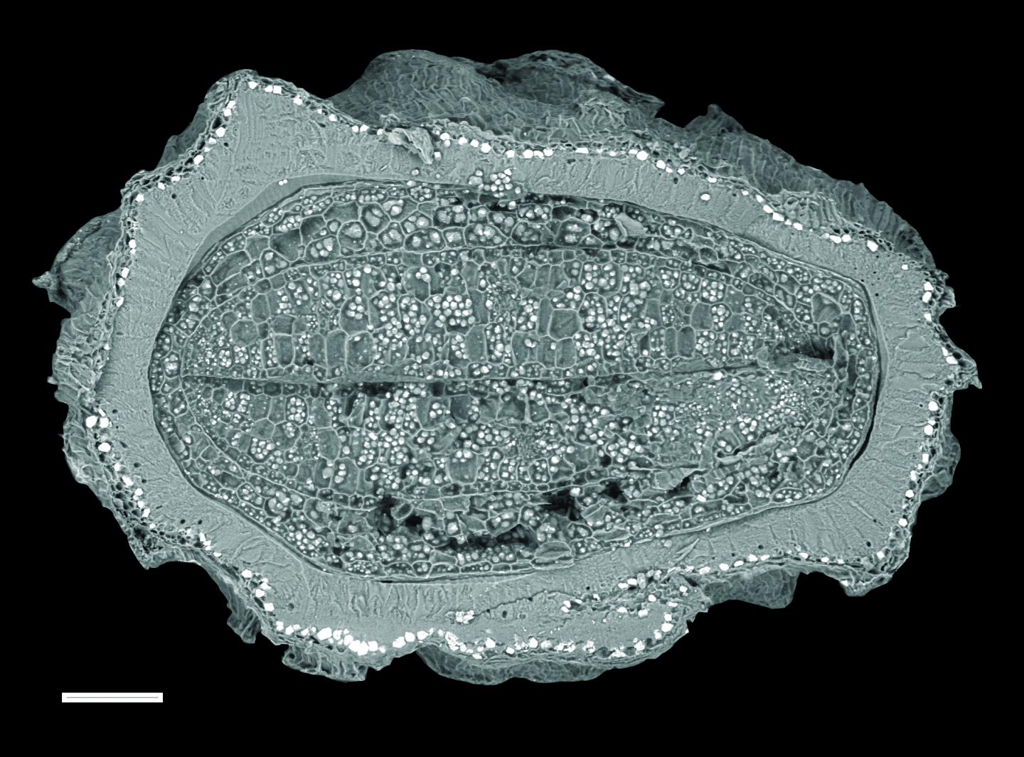 Scanning Electron Microscope i [IMAGE] | EurekAlert! Science News Releases