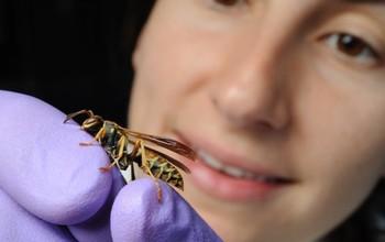 NSF EDGE Awardee Amy Toth [IMAGE] | EurekAlert! Science News Releases