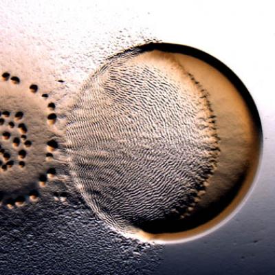 Predatory bacterial swarm uses rippling motio | EurekAlert!