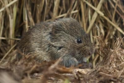 Continent-Wide Look at Vole Populations (2 of | EurekAlert!