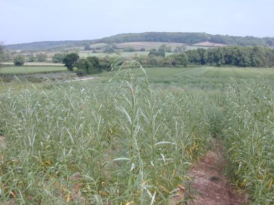 Coppiced Willow Trees [IMAGE] | EurekAlert! Science News Releases