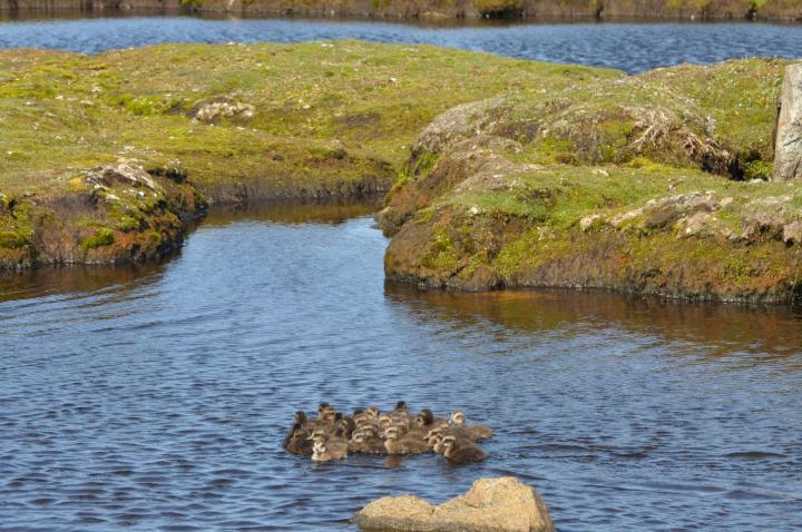 Eider Ducklings [IMAGE] | EurekAlert! Science News Releases