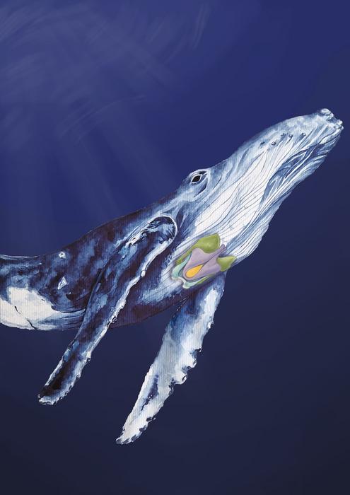 Humpback whale with larynx [IMAGE] | EurekAlert! Science News Releases