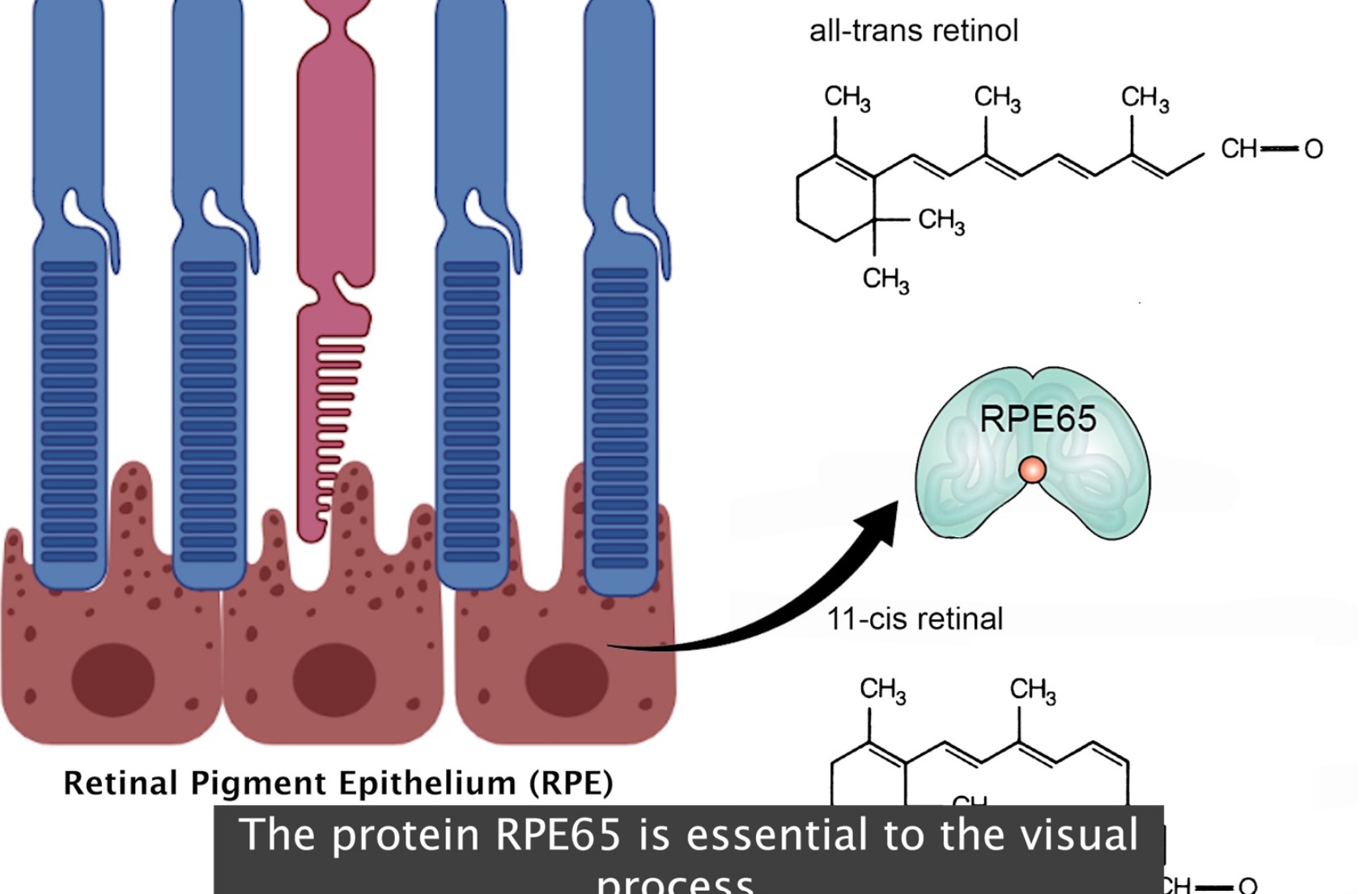 NIH scientists discover essential step in rec | EurekAlert!