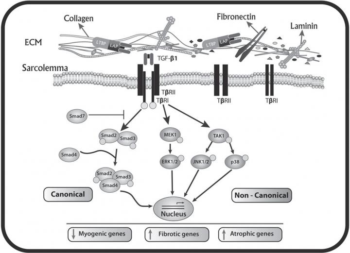 Central role of transforming growth factor ty | EurekAlert!