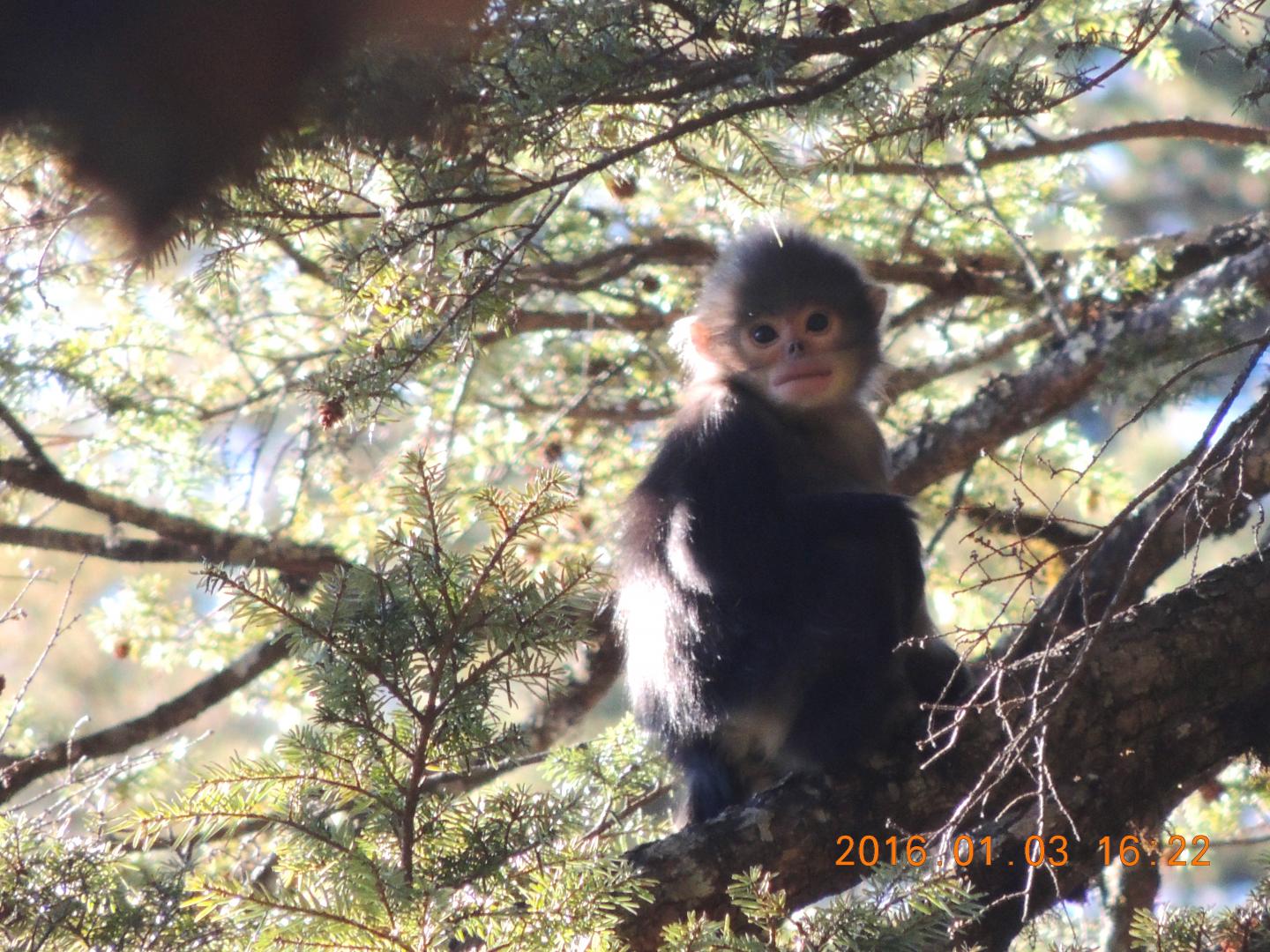 Myanmar Snub-Nosed Monkey (2 o [IMAGE] | EurekAlert! Science News Releases