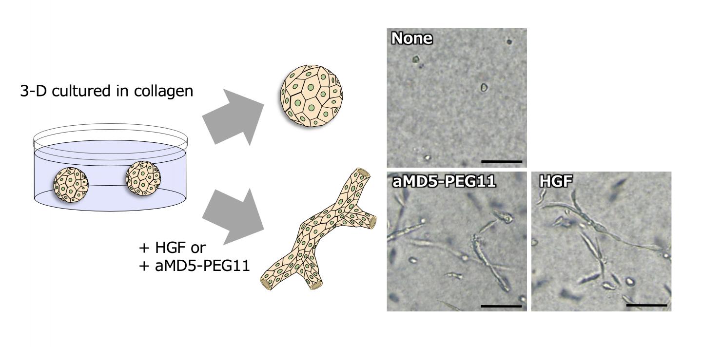 3D Tubulogenesis [IMAGE] | EurekAlert! Science News Releases
