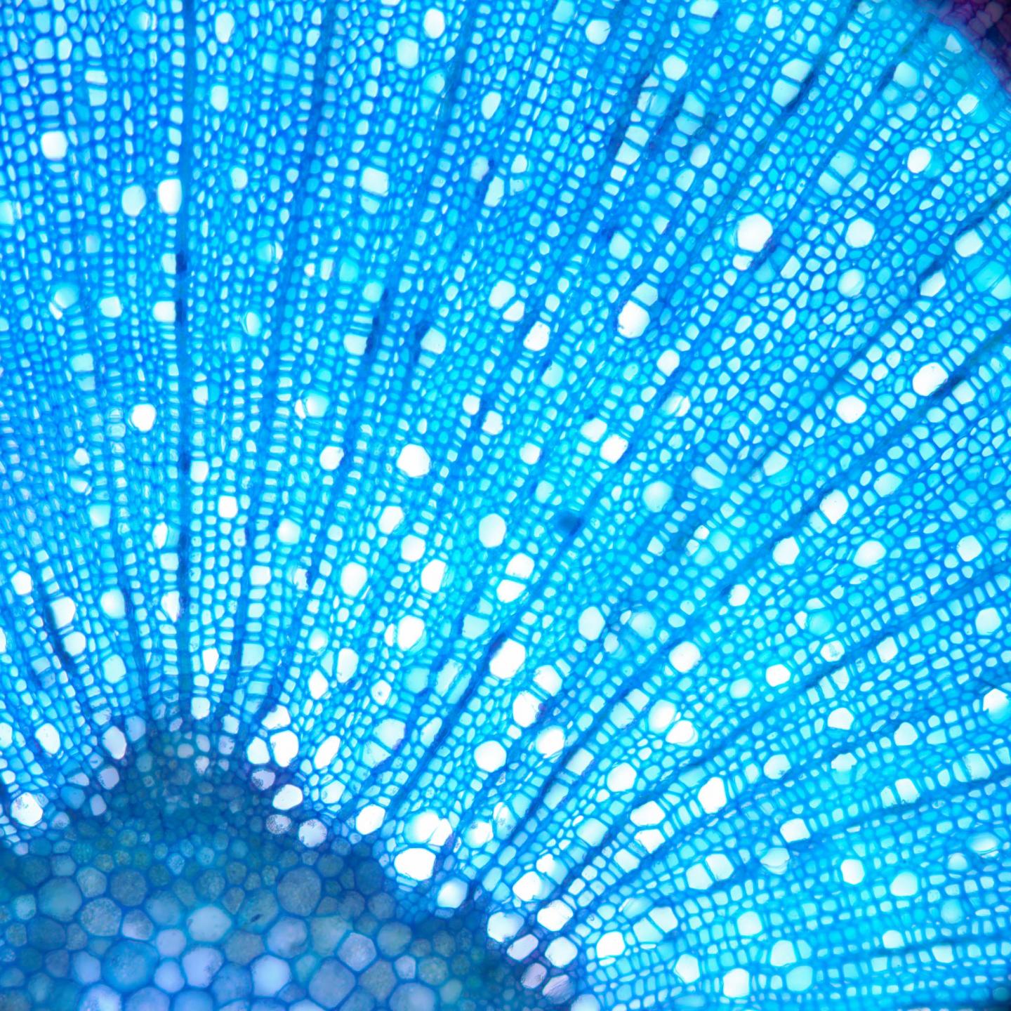 Poplar Tree Cells [IMAGE] | EurekAlert! Science News Releases