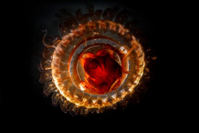 The Scyphozoon Atolla sp., a d [IMAGE] | EurekAlert! Science News Releases