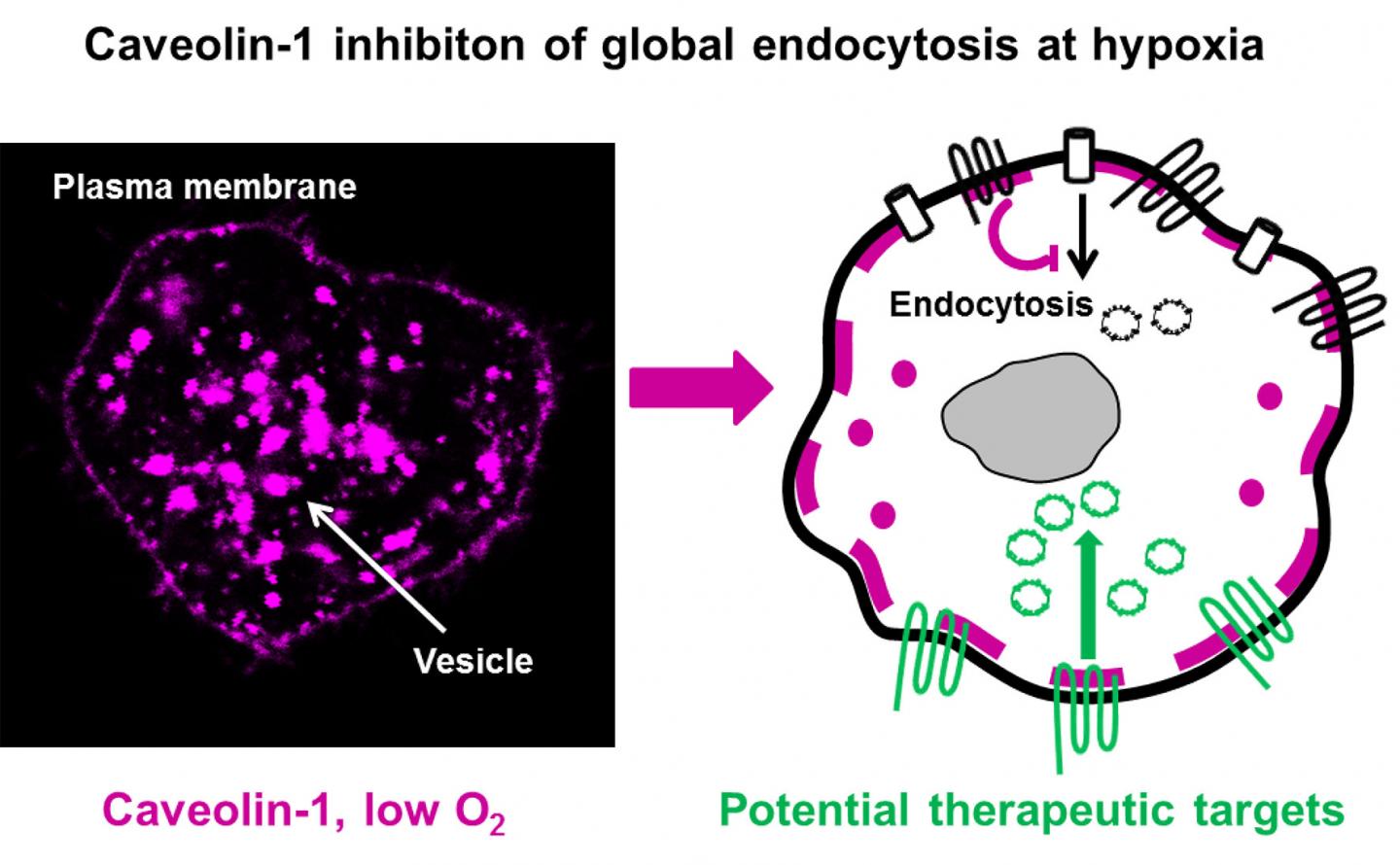 Caveolin-1 [IMAGE] | EurekAlert! Science News Releases