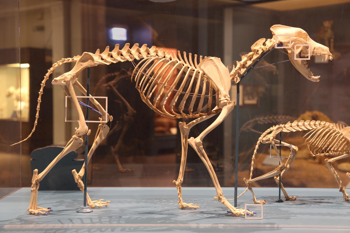 Dog Skeleton [IMAGE] | EurekAlert! Science News Releases
