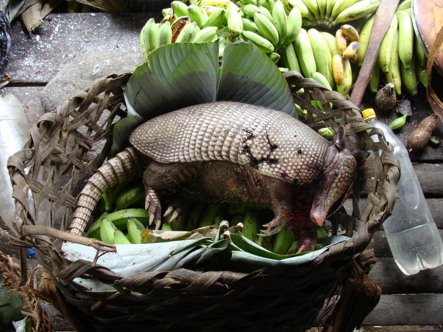 Subsistence Hunting [IMAGE] | EurekAlert! Science News Releases