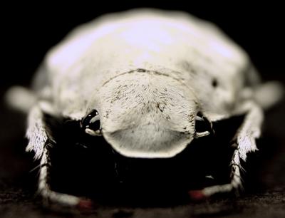 Cyphochilus Beetle (2 of 2) [IMAGE] | EurekAlert! Science News Releases