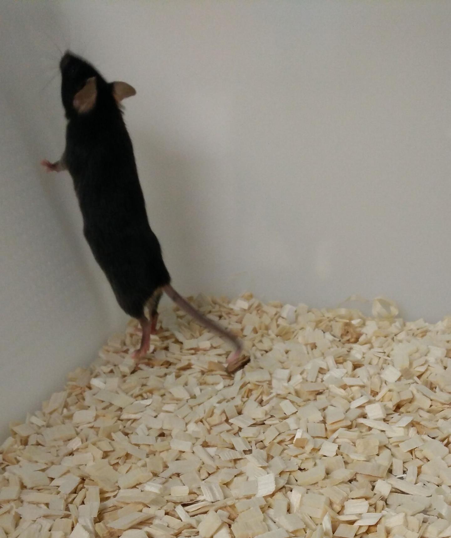 Re-energizing the aging brain | EurekAlert!