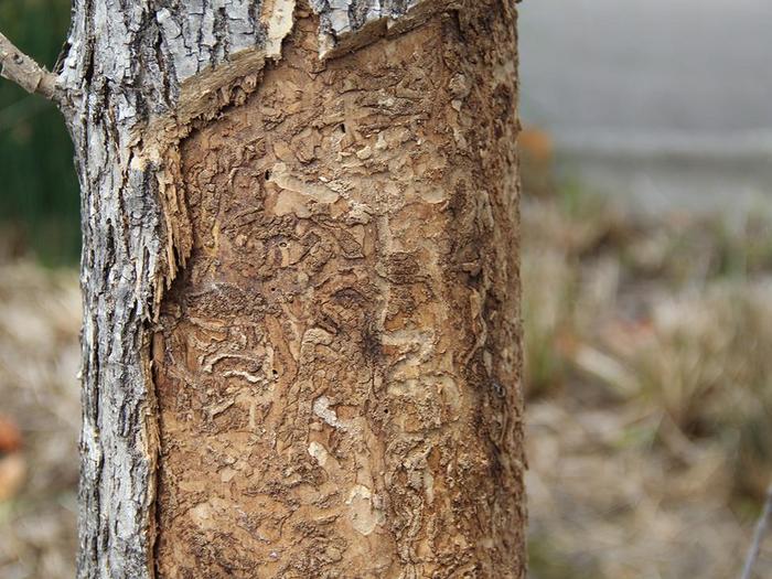 dead ash tree [IMAGE] | EurekAlert! Science News Releases