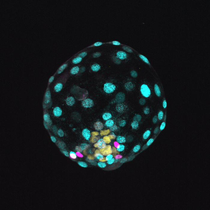 Human blastoid 2 [IMAGE] | EurekAlert! Science News Releases