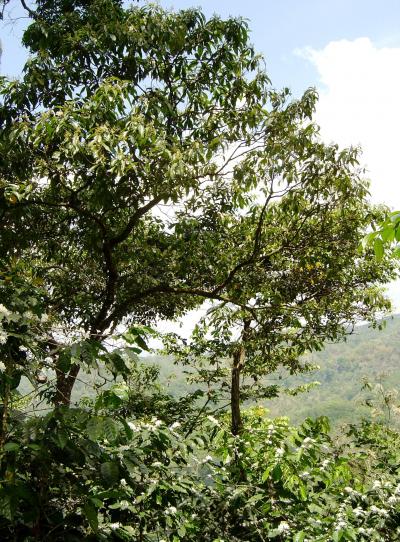 Miconia affinis Tree [IMAGE] | EurekAlert! Science News Releases