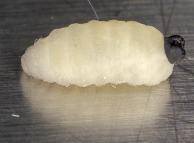 Tsetse Fly Genome Could Help Combat Sleeping | EurekAlert!