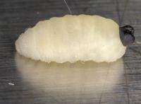 Tsetse Fly Genome Could Help Combat Sleeping | EurekAlert!