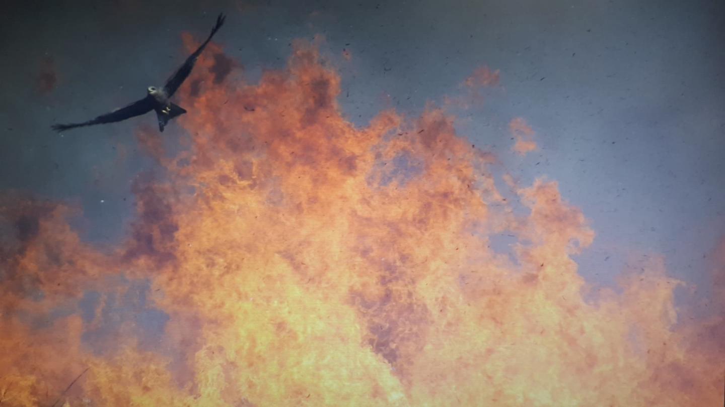 New insights on animal movement in fire-prone | EurekAlert!