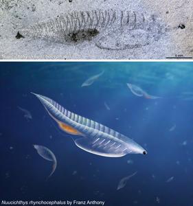 A soft needle in an oceanic haystack | EurekAlert!