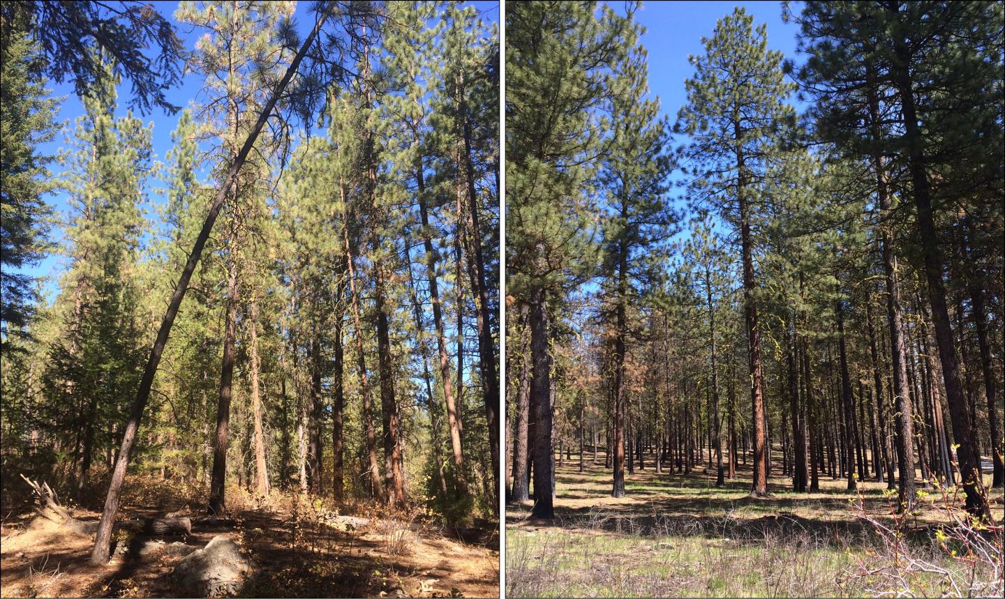 Unmanaged and Treated Forests [IMAGE] | EurekAlert! Science News Releases
