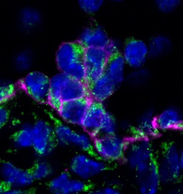 Blood Stem Cell Formation in E [IMAGE] | EurekAlert! Science News Releases