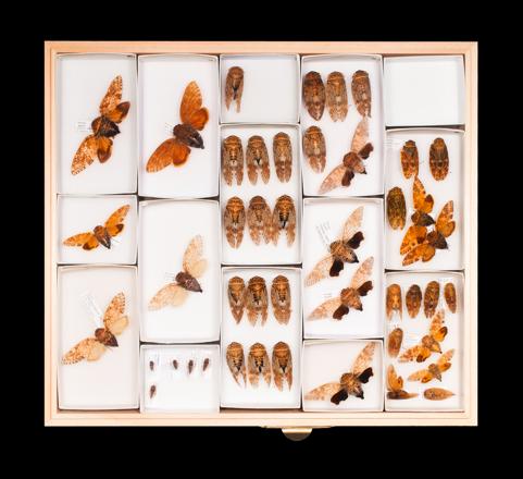 Insect Tray [IMAGE] | EurekAlert! Science News Releases