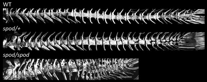 Dose effects of spondo mutatio [IMAGE] | EurekAlert! Science News Releases