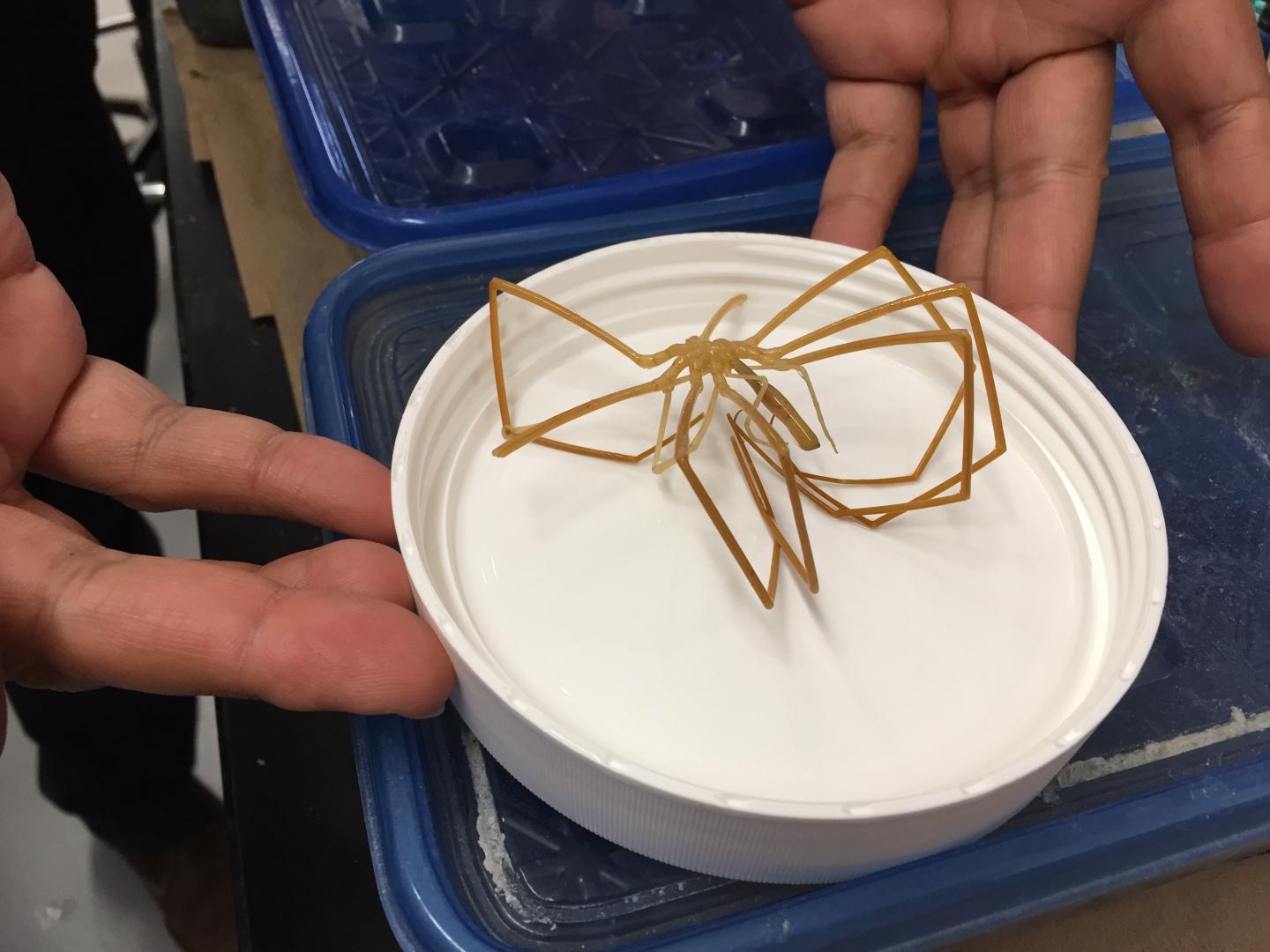 Chelicerata [IMAGE] | EurekAlert! Science News Releases