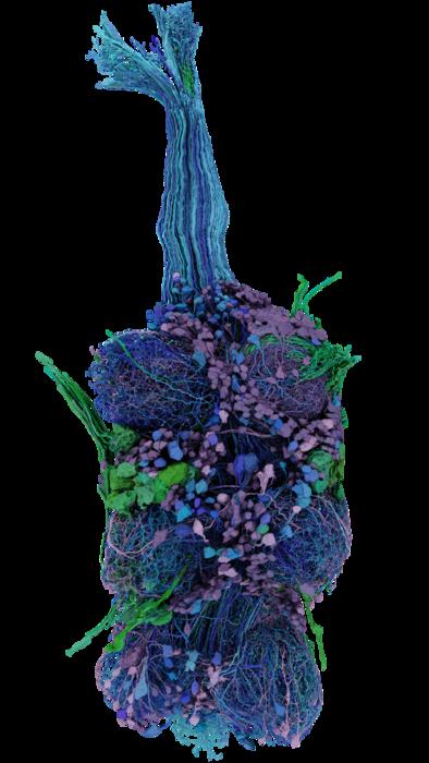 Researchers map fly’s neural n [IMAGE] | EurekAlert! Science News Releases