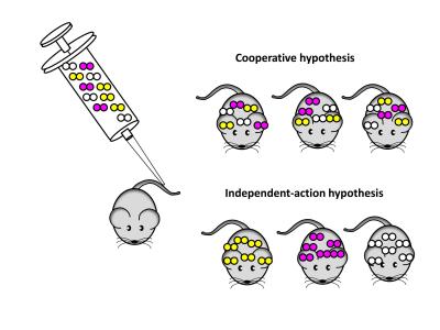 How localized bacterial infections can turn i | EurekAlert!