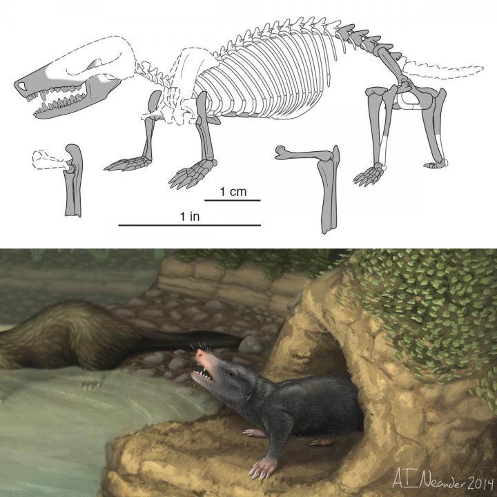 New Mammal Fossils Show Off Ea [IMAGE] | EurekAlert! Science News Releases