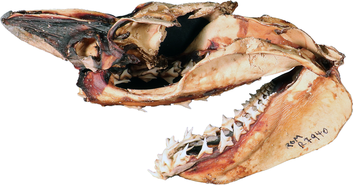 Isurus oxyrinchus [IMAGE] | EurekAlert! Science News Releases