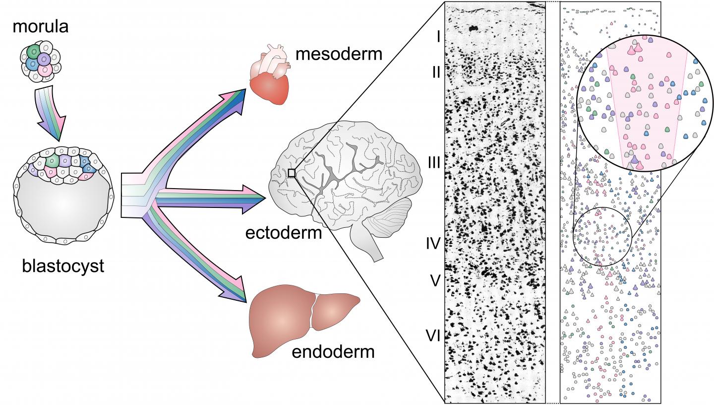 Sequencing a Cell's Lineage Tree for Disease | EurekAlert!