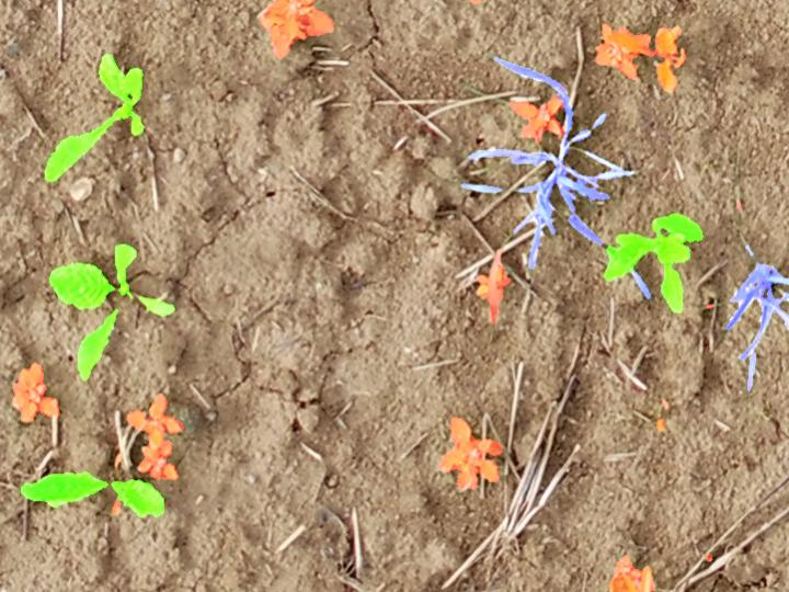 Weeds and Cultivated Plants [IMAGE] | EurekAlert! Science News Releases