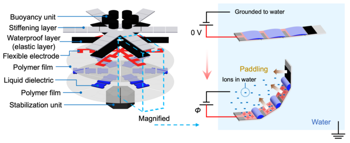 The different layers of Jellyf [IMAGE] | EurekAlert! Science News Releases