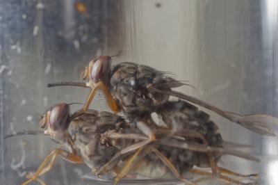 Tsetse Fly Genome Could Help Combat Sleeping | EurekAlert!