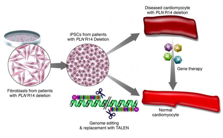 Heart Failure Gene Editing [IMAGE] | EurekAlert! Science News Releases