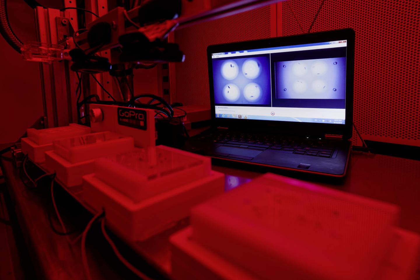 Mating Assay [IMAGE] | EurekAlert! Science News Releases