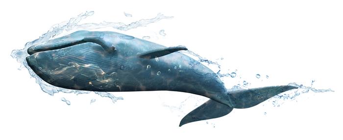 Cetotherium riabinini [IMAGE] | EurekAlert! Science News Releases