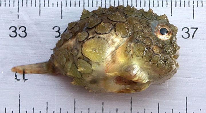 A handy field guide to the nearshore marine f | EurekAlert!